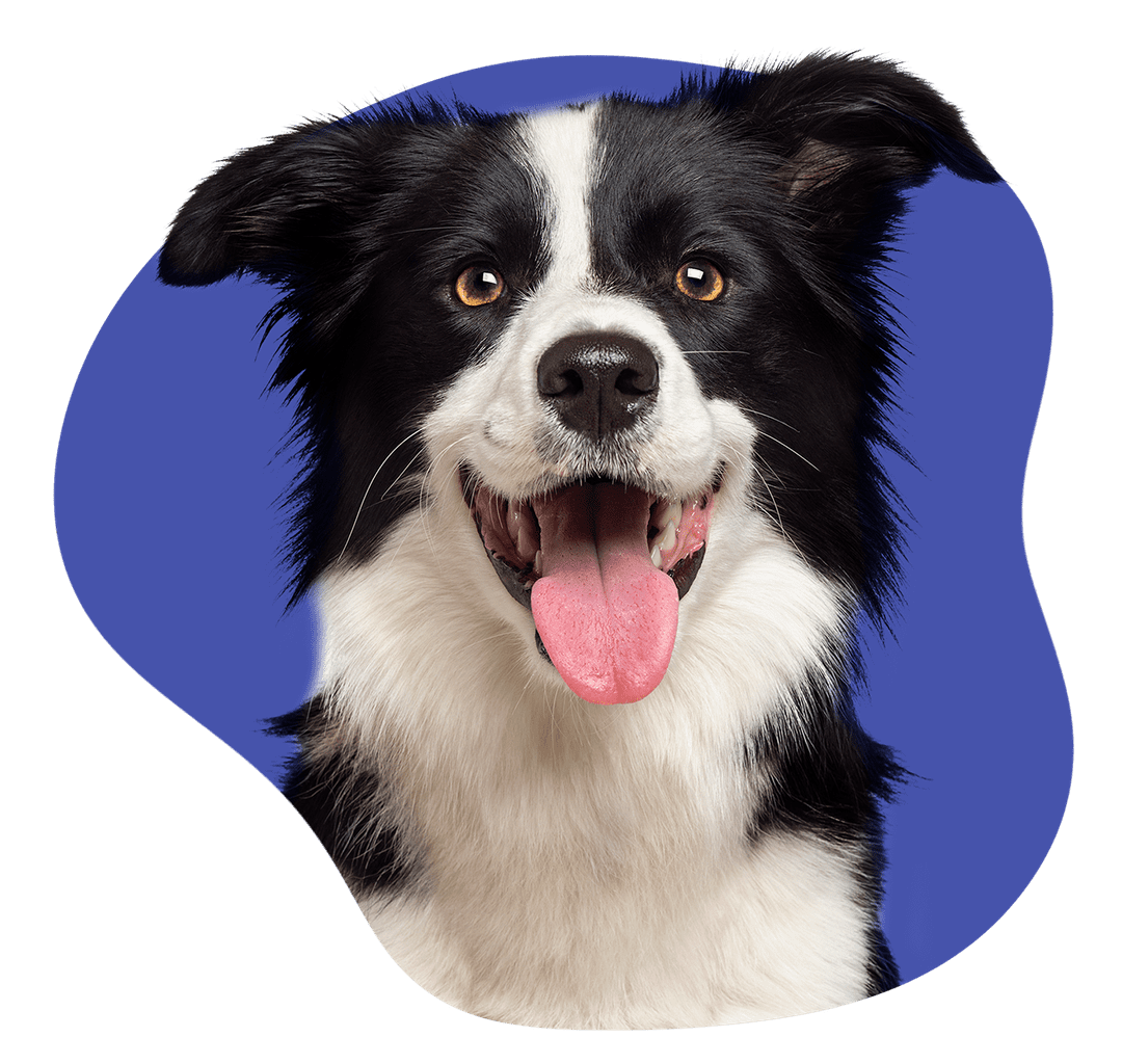 Dog Liability Insurance | insuremyk9.com